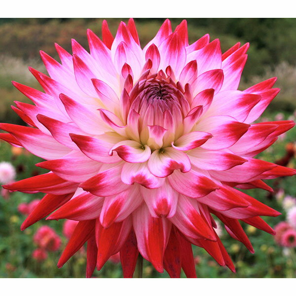 小型 秋田国際ダリア園球根/[26年3月中下旬予約]ダリアの球根：（中大輪）プレシャス1球明るい桃紫いろの花弁で、花の中心部に白が差します。育てやすく丈夫なダリアです。鷲澤氏作出品種。日本最大のダリア園「秋田国際ダリア園」から出荷された良質...