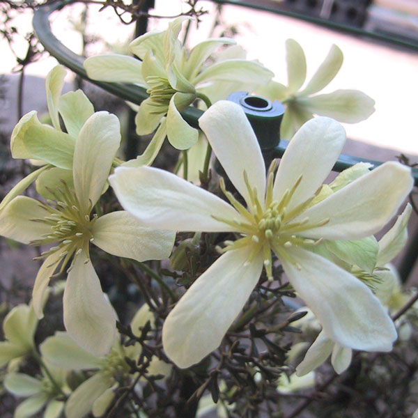 4月〜5月開花 蕾〜花付き株 ハンギングバスケットや鉢植えにクレマチスの苗/[26年3月中下旬予約]クレマチス：ムーンビーム3.5号ポットムーンビームはフォステリ系の春咲きクレマチスです。小株のうちからクリーム〜ホワイトの小さな花をたくさん...