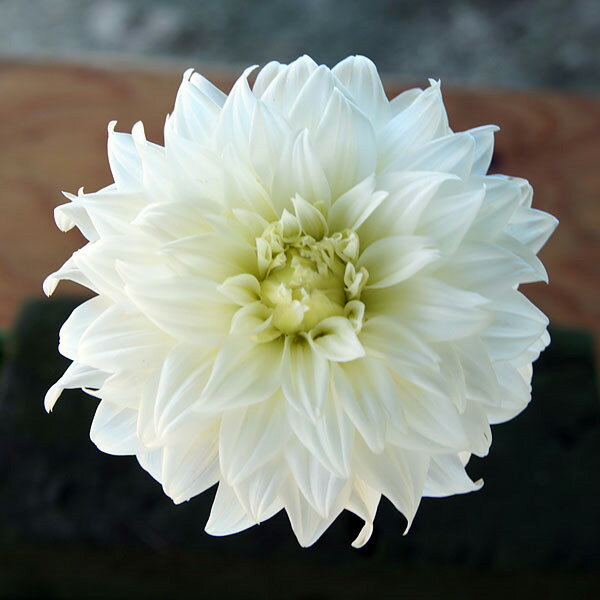 小型 春植え球根球根/[26年3月中下旬予約]ダリア（あふれ咲き）：銀峯（ぎんぽう） 1球入りダリアの中でも花付きが非常によく、株いっぱいにあふれるように咲く品種を選抜しました。2節育ったところで先端の芽を摘み取ることで、1、2節目の枝から...