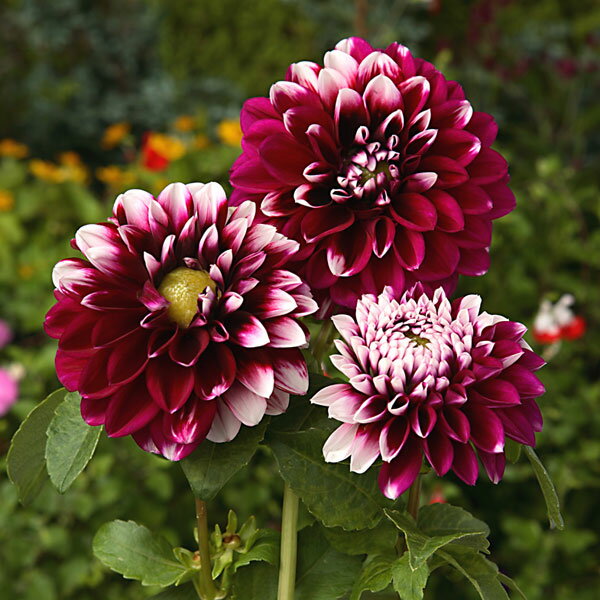 小型 2色咲きダリア 球根 1球から30本前後の花が咲く！切花向き球根/[26年3月中下旬予約]ダリア：エジンバラ （紫に白）1球入り紫赤色に白が入る2色咲きのダリア、人気品種です。タイプ：キク科の球根植物植付け適期：3〜6月（あまり早く植...