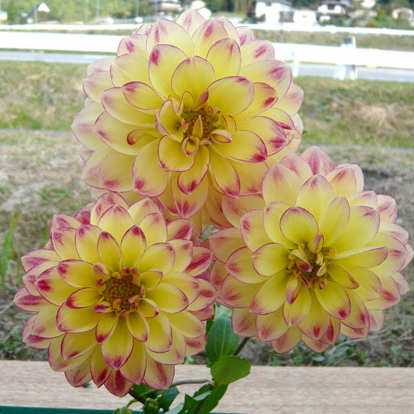 小型 中輪2色咲き 1球から30本前後の花が咲く！切花向き球根/[26年3月中下旬予約]ダリア：リタケネディー （黄に赤）1球入り2色咲きのダリアです。タイプ：キク科の球根植物植付け適期：3〜6月（あまり早く植えると寒冷地では球根が凍結する...