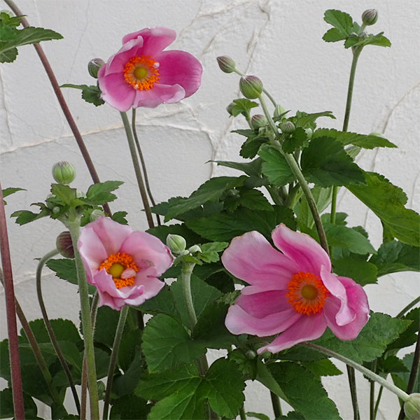 鉢植えで楽しむピンクのシュウメイギク[26年8月下旬予約]シュウメイギク（秋明菊）：ピンク4.5〜5号鉢植え秋の花として人気のシュウメイギク（秋明菊）。鮮やかなピンクの一重〜半八重咲です。開花終了後は庭などに植え替えていただけば、毎年花を咲...