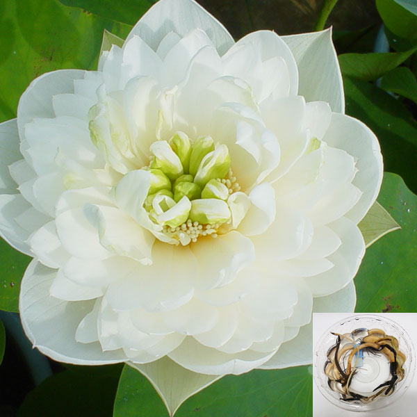 茶碗蓮・チャワンバス・手乗りハス 小型容器でも5輪以上開花する草花の苗/[26年2月中下旬予約]花はす：レンコン丸：雪の精（ユキノセイ）とてもユニークな、カップ入りの花はすの苗（レンコン）です。大木園芸さんの「手乗りハス」シリーズの苗です。...