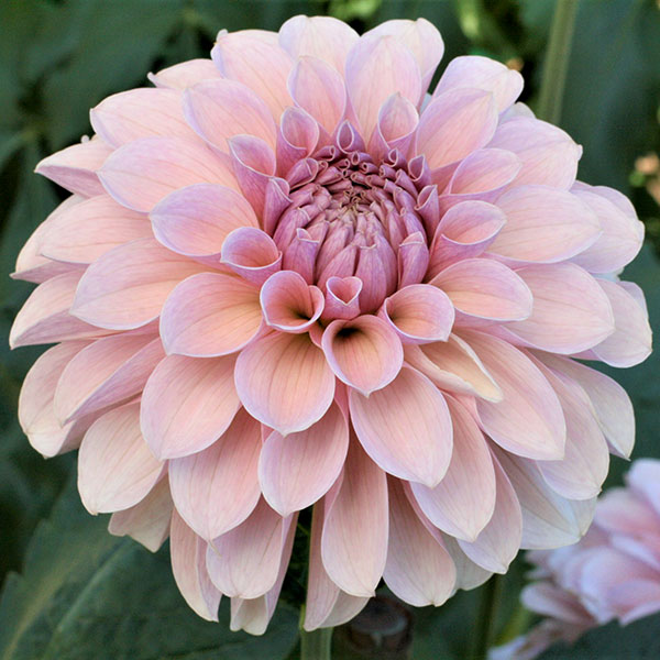 小型 秋田国際ダリア園球根/[26年3月中下旬予約]ダリアの球根：（中小輪）ティアラ1球ティアラはアンティークピンクの中小輪ダリアです。草丈は中〜小型なので鉢植えにも適します。切花にも最適。丈夫で育てやすい品種です。日本最大のダリア園「秋田...