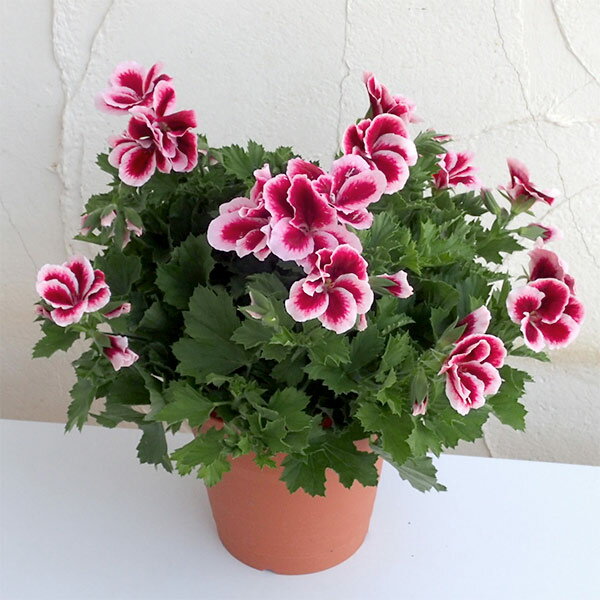 大輪の色鮮やかなペラルゴ！人気の鉢花[26年3月中下旬予約]ペラルゴニウム：アリスト ストロベリークリーム5号鉢アリストはドイツのPAC社で育成された、ペラルゴニウムの中で最も花が大きいシリーズです。他にはない高級感のある上品な花色も特徴で...