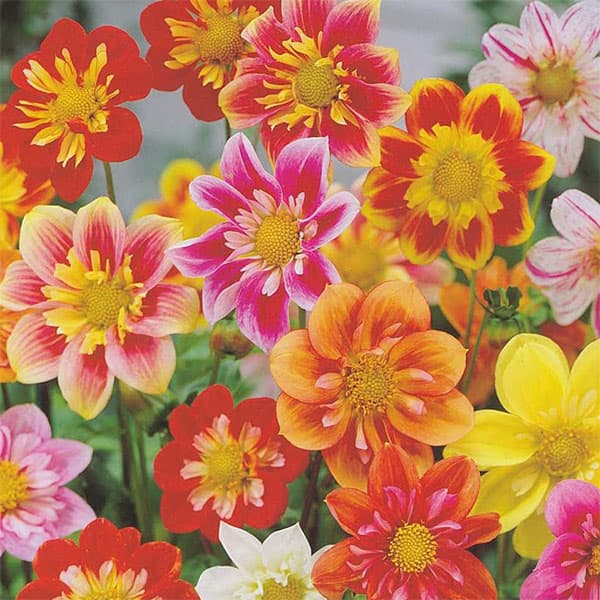 小型 夜空に輝く星のような花姿のダリア 球根球根/[26年4月上旬予約]ダリア（星屑ダリア）：星のまたたき混合3球入り夜空に輝く星のような花姿のダリアのカラフルなミックス球根セットです。星空のようなお庭をお楽しみください。タイプ：キク科の非...