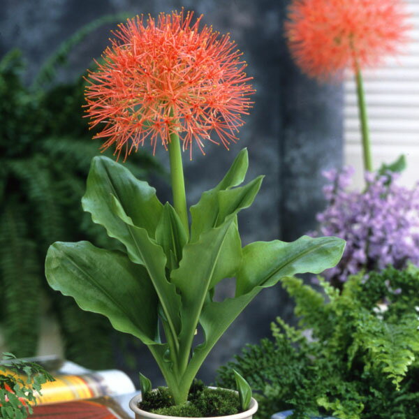 春植え夏咲き球根植物球根/[26年3月中下旬予約]ハエマンサス：マルチフローラ（ムルチフローラ・赤花）1球入りハエマンサス・マルチフローラは南アフリカ原産の球根極物。マユハケオモトの仲間です。初夏の葉がない頃に、直径15cmほどの球形の赤花...