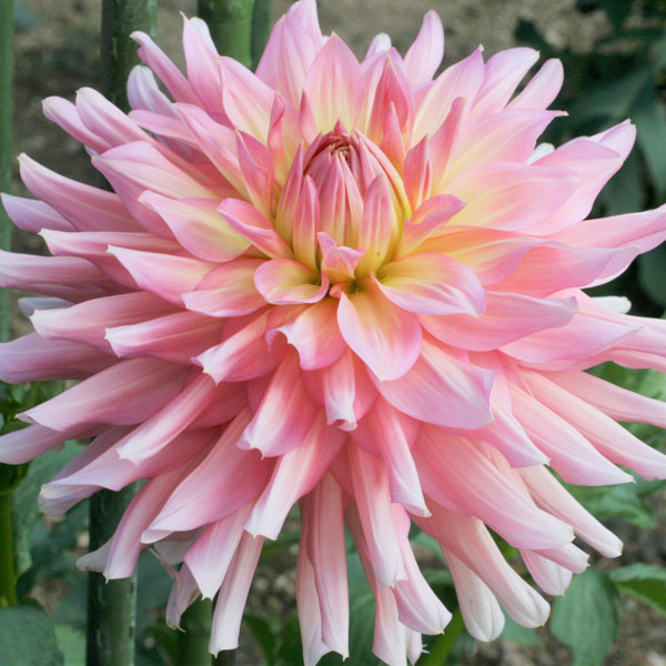 小型 秋田国際ダリア園球根/[26年3月中下旬予約]ダリアの球根：（中輪）ムーンワルツ1球日本最大のダリア園「秋田国際ダリア園」から出荷された良質の球根です。いずれの球根も秋田国際ダリア園の代表であり著名な育種家でもある鷲澤氏のおすすめ品種...