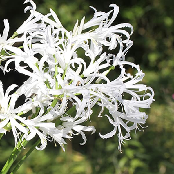 小型 植えっぱなしでOK!丈夫な球根植物球根/[26年3月中下旬予約]ネリネ（ダイヤモンドリリー）：エーデルワイス1球入り ネリネの春植えタイプは非常に強健で、10〜11月頃から開花をはじめ、花もちがよく、切り花としても見応えがあります。数...