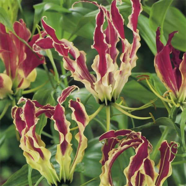 小型 独特の花が人気 鉢植え・花壇に！半つる性の球根植物球根/[26年3月中下旬予約]グロリオサ：カルソニー（赤紫に黄）1球入り蝶にも鳥にも見える独特の花姿が咲き誇る様子は見事。ツル性ですので、朝顔のように鉢・花壇で簡単に楽しめます。カルソ...