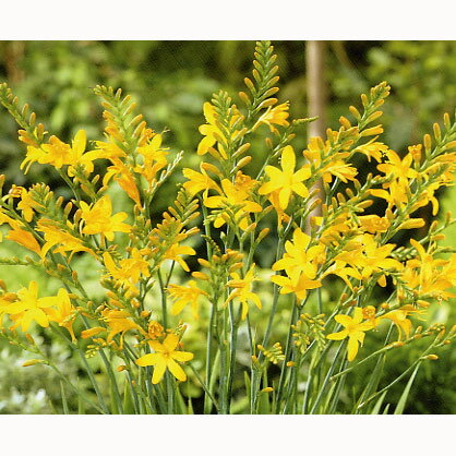 小型 春植え球根 毎年花が咲く球根植物球根/[26年4月上旬予約]クロコスミア：ジョージダビットソン8球入りクロコスミアはアヤメ科の球根植物。細い涼しげな葉の間から、しなやかに花茎を伸ばして小型のグラジオラスのような鮮やかな花を咲かせます。...