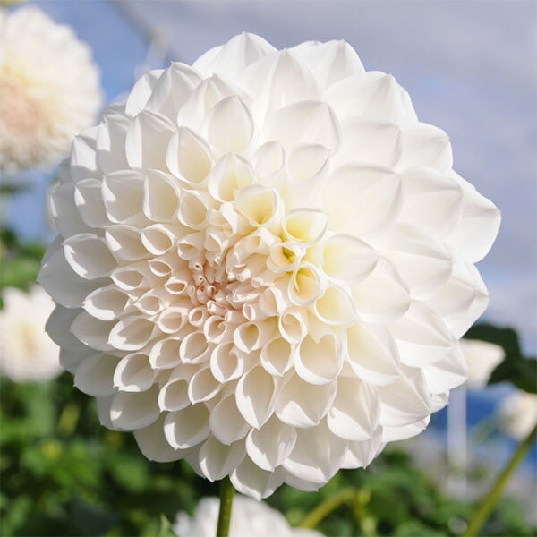 小型 白ポンポン咲の中輪種 春植え球根球根/[26年3月中下旬予約]ダリア：白山1球白山は白のポンポン咲の中輪種。整った花形の美しい品種です。草丈：120〜150cmタイプ：キク科の球根植物植付け適期：3月〜6月開花時期：6月〜11月用途：...