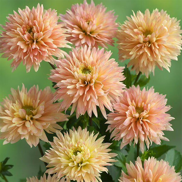 小型球根/[26年3月中下旬予約]ダリア：シュガーカラーダリア　ピュアオレンジ1球入り砂糖菓子のような優しい色合いのダリアです。色見の強い品種が多いダリアの中では新鮮な印象の品種です。タイプキク科の非耐寒性の球根植物草丈30〜60cm開花期...