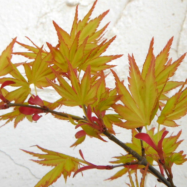 イロハモミジ系花木 庭木の苗/[26年3月中下旬予約]モミジ（カエデ）：オレンジドリーム4〜5号ポットオレンジドリームはイタリアにて作出された品種で、春は黄色で萌芽し、葉先が茶色となり、のちに黄橙色となります。夏は緑色で、秋は濃い赤色に紅葉...