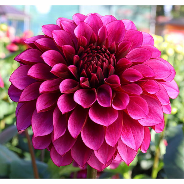 小型 秋田国際ダリア園球根/[26年3月中下旬予約]ダリアの球根：（中輪）ダークナイト1球日本最大のダリア園「秋田国際ダリア園」から出荷された良質の球根です。いずれの球根も秋田国際ダリア園の代表であり著名な育種家でもある鷲澤氏のおすすめ品種...