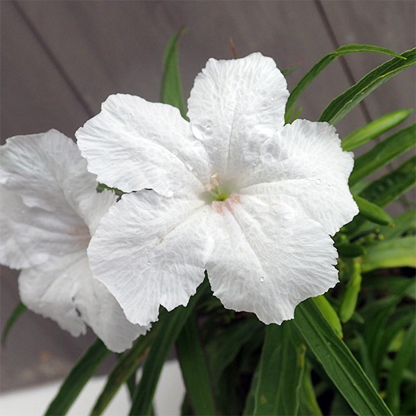 8月〜10月開花 乾燥に強く強健な多年草 色鮮やかな花が次々に咲く草花の苗/[26年8月下旬予約]ルエリア・トロピックスター ホワイト3.5号ポットルエリアは熱帯アメリカ原産の多年草。多くの種類がありますが、そのなかで育てやすく花が美しい品...