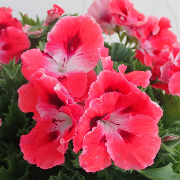 大輪の色鮮やかなペラルゴ！人気の鉢花[26年3月中下旬予約]ペラルゴニウム：アリスト オレンジ5号鉢植えペラルゴニム・ゼラニウムの育種で有名なドイツのPAC社で育成された、他にはない高級感のある上品な花色のシリーズ。アリストシリーズは、ヨー...