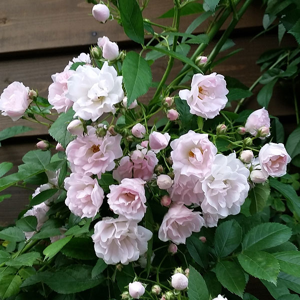 桜色の扱いやすいトゲ無しバラバラの苗/[26年1月中下旬予約]つるバラ：南部ざくら（なんぶざくら）大苗「サマー・スノー」からの改良品種で、同様にとげが無いつるバラ。さくら色の美しい花は大きな房になり、花付きが良いです。花持ちも良く、開花後に...