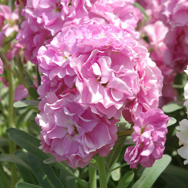 草丈約50cm花壇や切り花向き・華やかな色と香りの花草花の苗/[26年9月中下旬予約]ストック：高性ピンク（淡桃色）3号ポットボリュームのある花と強い香りが魅力のストック。晩秋から春の花壇の主役になります。最近は鉢植え向きの草丈の低いストッ...