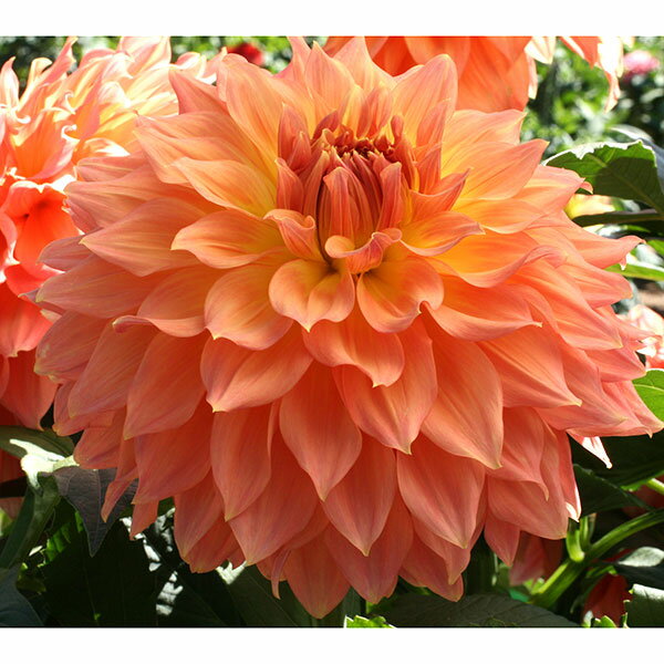 小型 秋田国際ダリア園 春植え球根球根/[26年3月中下旬予約]ダリアの球根：（大輪）親愛1球日本最大のダリア園「秋田国際ダリア園」から出荷された良質の球根です。いずれの球根も秋田国際ダリア園の代表であり著名な育種家でもある鷲澤氏のおすすめ...