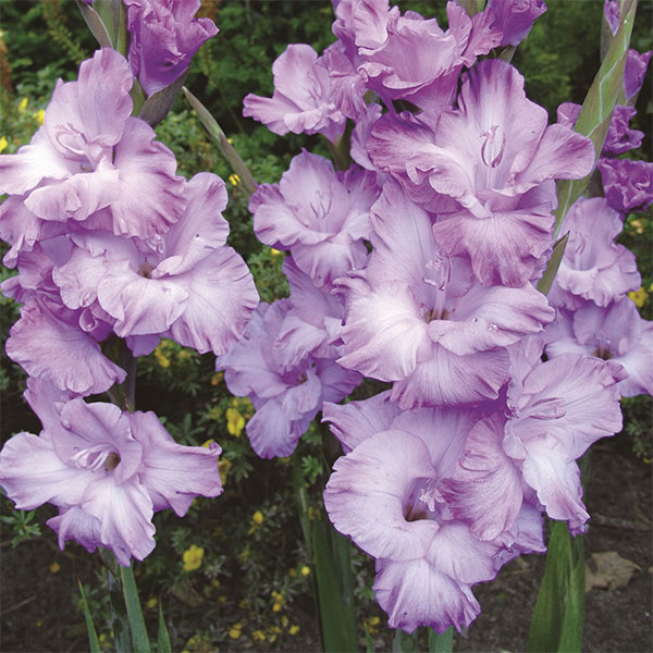 小型球根/[26年3月中下旬予約]グラジオラス：ミルカ 5球入り夏の花壇を華やかに彩ってくれるグラジオラス。フリル咲の人気品種です。切花にもおすすめです。タイプ：アヤメ科トウショウブ属の多年草（球根植物）植付け適期：3〜7月開花時期：7〜1...