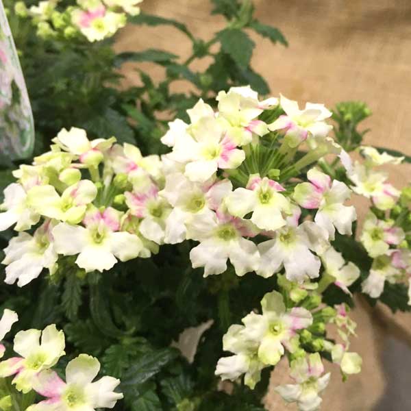 ライムグリーンの花にピンクの差し色が可憐 小林花卉さんオリジナル品種草花の苗/[26年3月中下旬予約]宿根バーベナ：ふわりぃ3.5号ポットふわりぃは、小林花卉さんオリジナル品種。ライムグリーンにほんのりとピンクが入るキュートな花色です。また...