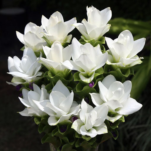 小型 春植え球根球根/[26年3月中下旬予約]クルクマ：ロータスホワイト1球入りクルクマはインド〜タイ原産の熱帯植物。国内では鉢花として親しまれていましたが、花壇に植えると夏から10月頃まで次々に開花し、1つの花の開花期間が約1ヶ月と長く楽...