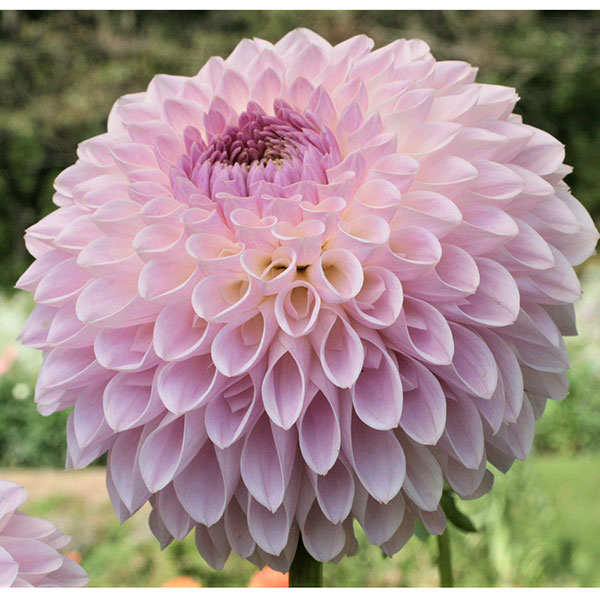 小型 秋田国際ダリア園球根/[26年3月中下旬予約]ダリアの球根：（ボール咲き極大型）詩織（しおり）1球日本最大のダリア園「秋田国際ダリア園」から出荷された良質の球根です。詩織（しおり）は直径7〜10cmの大きなボール咲きの品種。花は淡藤桃...