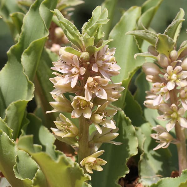 小型 香りの球根植物球根/[26年3月中下旬予約]ユーコミス（パイナップルリリー）：リトルパイン1球入り春植え球根の中でも、香りの良い品種をセレクトしました。是非お花と香りの両方をお楽しみ下さい。ユーコミスは南アフリカ原産で別名を「パイナッ...