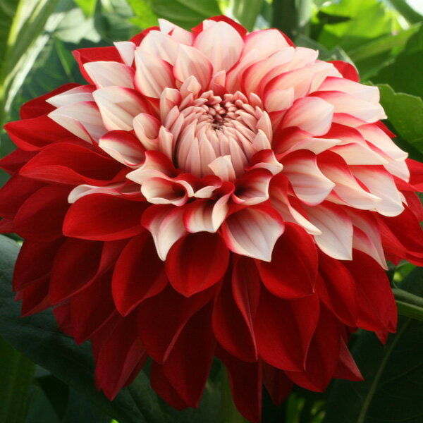 小型 秋田国際ダリア園球根/[26年3月中下旬予約]ダリアの球根：（中輪）結（ゆい）1球日本最大のダリア園「秋田国際ダリア園」から出荷された良質の球根です。いずれの球根も秋田国際ダリア園の代表であり著名な育種家でもある鷲澤氏のおすすめ品種で...