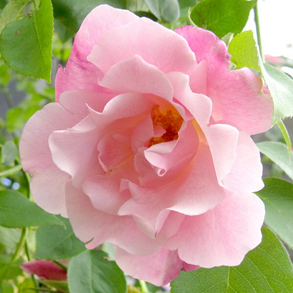 バラの苗/[送料無料][26年4月上旬予約]つるバラ：スパニッシュビューティ新苗別名マダム・グレゴワールステシェリン。丸弁の波打つような花びらが美しく、多花性です。一季咲きですが、ピンクの盃状の花が下向きに咲き、よくつるが伸びるのでアーチや...