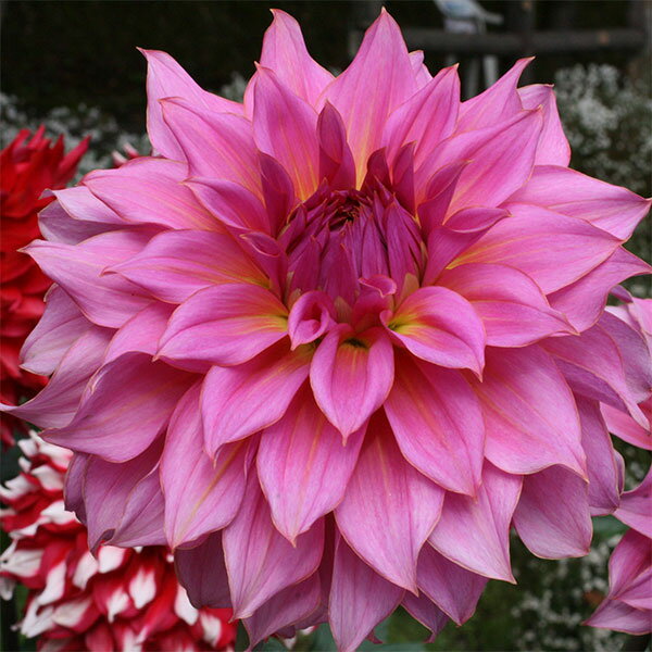 小型 秋田国際ダリア園球根/[26年3月中下旬予約]ダリアの球根：（大輪）グレースローズ1球日本最大のダリア園「秋田国際ダリア園」から出荷された良質の球根です。いずれの球根も秋田国際ダリア園の代表であり著名な育種家でもある鷲澤氏のおすすめ品...