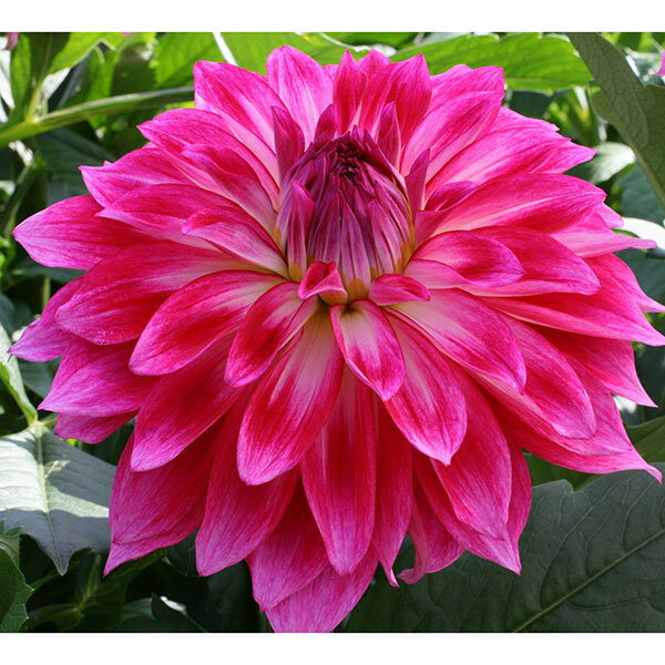 小型 秋田国際ダリア園 春植え球根球根/[26年3月中下旬予約]ダリアの球根：（大輪）イーグルアイ1球日本最大のダリア園「秋田国際ダリア園」から出荷された良質の球根です。いずれの球根も秋田国際ダリア園の代表であり著名な育種家でもある鷲澤氏の...