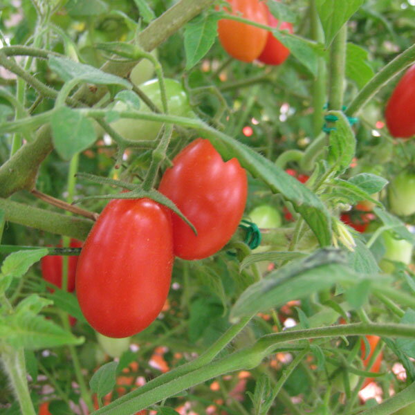 大人気のプラム型ミニトマト サカタ交配野菜の苗/[26年4月上旬予約]トマト（プラム）：アイコ自根苗3号ポットアイコはやや大きいプラム型ミニトマト。甘味が強く、酸味が少なく大人気の品種です。抗酸化物質のリコピンを従来の赤系トマトの2倍も含む...