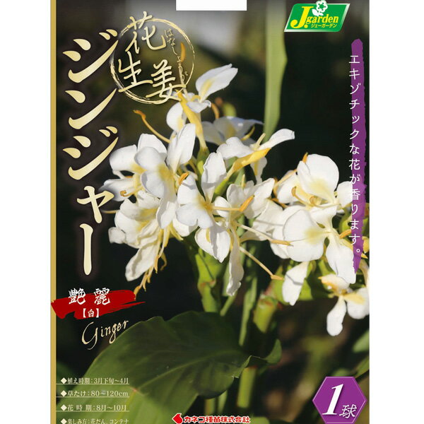 小型 甘い香りと蝶のような花姿が人気の球根植物 花生姜球根/[26年3月中下旬予約]ジンジャー：艶麗（白花）1球入り甘い香りと蝶のような花姿で、夏の花壇を南国風に演出してくれます。別名「バタフライリリー」。どこでも育てられますが、湿り気の多...