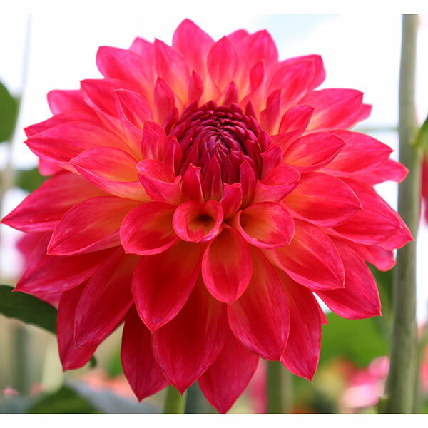 小型 秋田国際ダリア園球根/[26年3月中下旬予約]ダリアの球根：（中輪）愛言葉1球日本最大のダリア園「秋田国際ダリア園」から出荷された良質の球根です。いずれの球根も秋田国際ダリア園の代表であり著名な育種家でもある鷲澤氏のおすすめ品種です。...