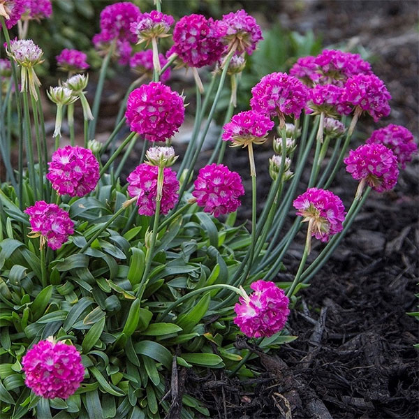 3〜11月開花　超強健で寒さ・暑さに強い多年草草花の苗/[26年3月中下旬予約]ドリメリア（ハイブリッドアルメリア）：ドリームウィバー3.5号ポットドリメリアは、アルメリアのハイブリッドタイプで、これまでのアルメリアのイメージを変えるような...
