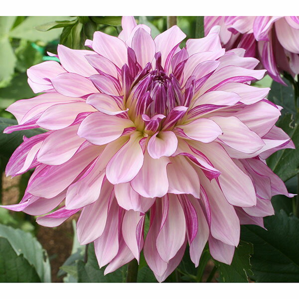 小型 秋田国際ダリア園球根/[26年3月中下旬予約]ダリアの球根：（中大輪）ノーブルライト1球日本最大のダリア園「秋田国際ダリア園」から出荷された良質の球根です。いずれの球根も秋田国際ダリア園の代表であり著名な育種家でもある鷲澤氏のおすすめ...