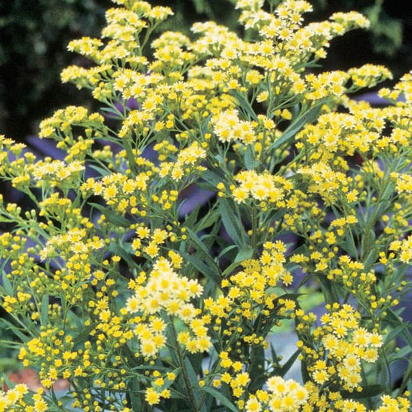 7〜9月開花 黄色の花穂が圧巻 ソリダコ属とアスター属の種間雑種 宿根草の苗草花の苗/[26年3月中下旬予約]ソリダスター3号ポットソリダコは日本に自生するアキノキリンソウの仲間。帰化植物であるセイタカアワダチソウと同属なので、きわめて強健...