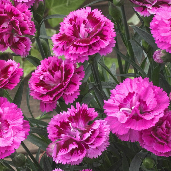 3〜6月と10〜11月に開花 甘い香りと気品のある花が魅力の八重咲きナデシコ草花の苗/[26年3月中下旬予約]ダイアンサス（芳香性）：アロマジェンヌ マリー3.5号ポットアロマジェンヌシリーズは、甘い香りがするダイアンサス。華やかな花色と香...