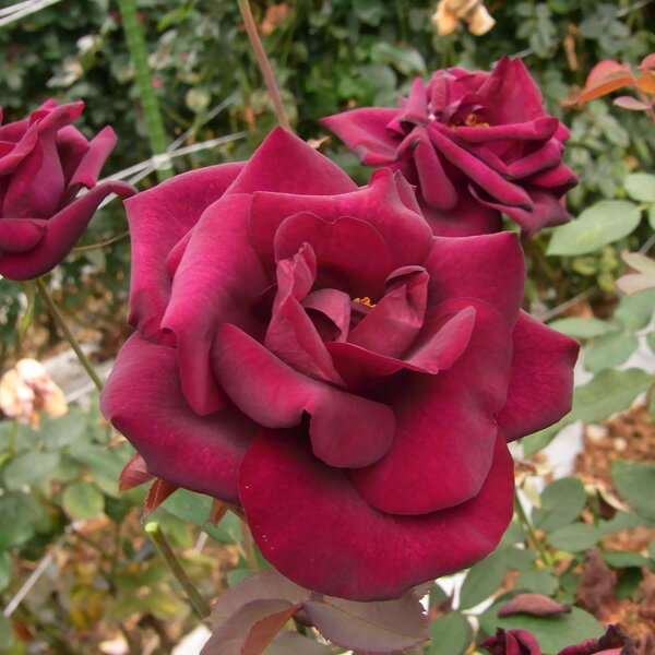 チャイナローズ 四季咲きバラの苗/[送料無料][26年4月上旬予約]オールドローズ：ルイ14世新苗(バラ)フランス国王「ルイ14世」の名を持つチャイナローズ。花径6cmほどの中輪の花は、うつむき加減に咲きとても愛らしいです。花色はディープレ...