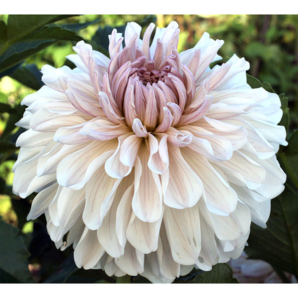 小型 秋田国際ダリア園球根/[26年3月中下旬予約]ダリアの球根：（中大輪）クラシコ1球日本最大のダリア園「秋田国際ダリア園」から出荷された良質の球根です。いずれの球根も秋田国際ダリア園の代表であり著名な育種家でもある鷲澤氏のおすすめ品種で...