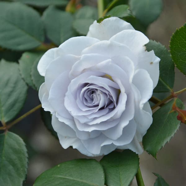 夢の“青”に近い藤色バラバラの苗/[26年1月中下旬予約]ロサ・オリエンティス：ブルー・グラビティー大苗6号角鉢植え青藤色の丸弁咲き。もっとも青いに近いバラの一つで、特に曇りの日や日陰ではかなり青く感じるように咲きます。夏の花色はグレー味が...