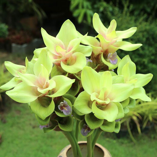 小型 春植え球根球根/[26年3月中下旬予約]クルクマ：エメラルドチョコゼブラ1球入りクルクマはインド〜タイ原産の熱帯植物。国内では鉢花として親しまれていましたが、花壇に植えると夏から10月頃まで次々に開花し、1つの花の開花期間が約1ヶ月と...