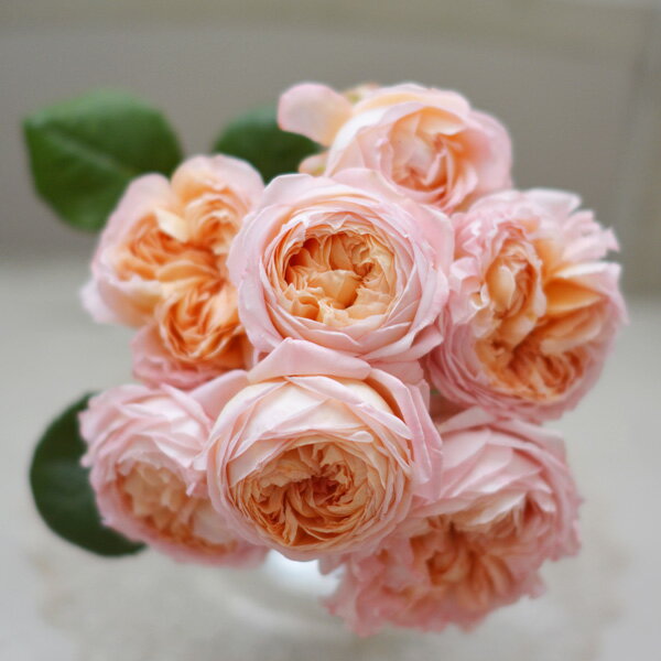 河本バラ園作出 フルーティーで甘い香り ミニつるばらバラの苗/[26年1月中下旬予約]シュラブローズ：コンフィチュール大苗6号角鉢植えアプリコットオレンジにふんわり淡いピンクのカップ咲きが愛らしいバラ。フルーツとティーの甘い香りで、まるで新...