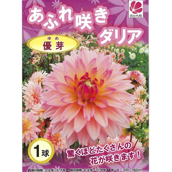 小型 春植え球根球根/[26年3月中下旬予約]ダリア（あふれ咲き）：優芽（ゆめ） 1球入りダリアの中でも花付きが非常によく、株いっぱいにあふれるように咲く品種を選抜しました。2節育ったところで先端の芽を摘み取ることで、1、2節目の枝からたく...