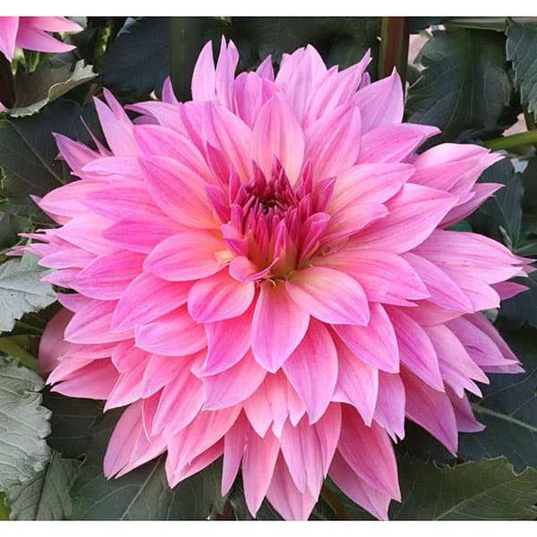 小型 秋田国際ダリア園 春植え球根球根/[26年3月中下旬予約]ダリアの球根：（大輪）幸姫（こうき）1球日本最大のダリア園「秋田国際ダリア園」から出荷された良質の球根です。いずれの球根も秋田国際ダリア園の代表であり著名な育種家でもある鷲澤氏...