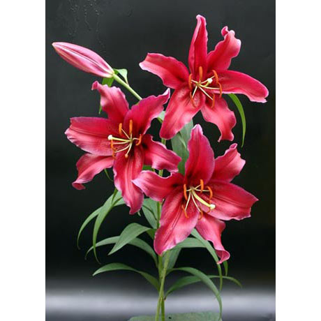 大輪のユリ・百合・切り花に人気[26年1月中下旬予約]オリエンタルリリー：レッドカサブランカ3.5号芽出しポット豪華で華麗な花姿はまさに「貴婦人」。芳しい香りと優美な花姿が楽しめます。夏に開花する大輪のカサブランカ！花壇や切り花に人気です。...