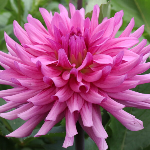 小型 秋田国際ダリア園球根/[26年3月中下旬予約]ダリアの球根：（中輪）紫竜1球日本最大のダリア園「秋田国際ダリア園」から出荷された良質の球根です。いずれの球根も秋田国際ダリア園の代表であり著名な育種家でもある鷲澤氏のおすすめ品種です。花...