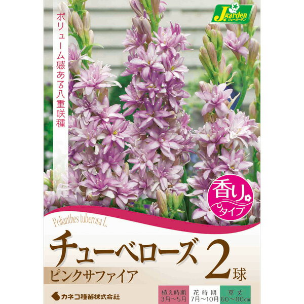 小型 香りの球根植物 春植え球根球根/[26年3月中下旬予約]チューベローズ：ピンクサファイア 2球入り春植え球根の中でも、香りの良い品種。是非お花と香りの両方をお楽しみ下さい。チューベローズはメキシコ原産の球根植物で、夕方から夜にかけて強...